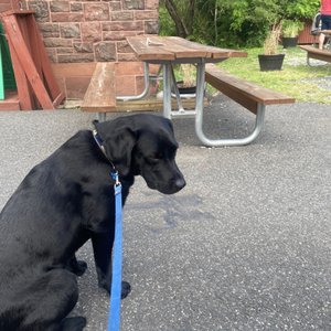 THE DEW DROP INN - 54 Photos & 92 Reviews - 2801 8th St NE, Washington ...