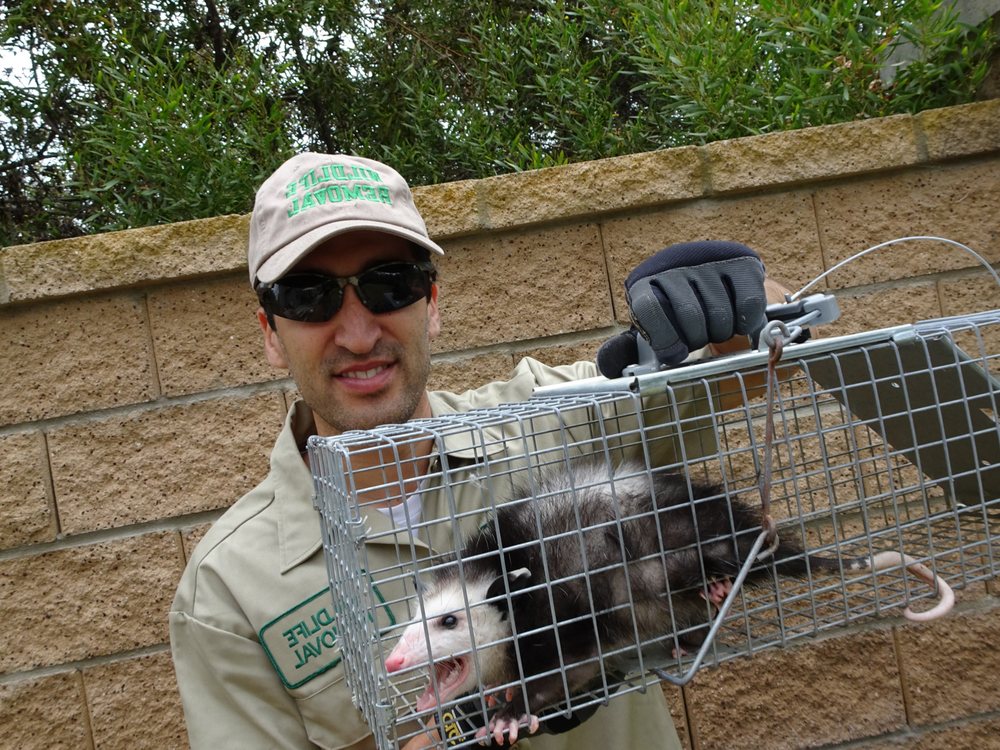 PEST ANIMAL PALO ALTO - Updated December 2024 - Request a Quote - 21 ...