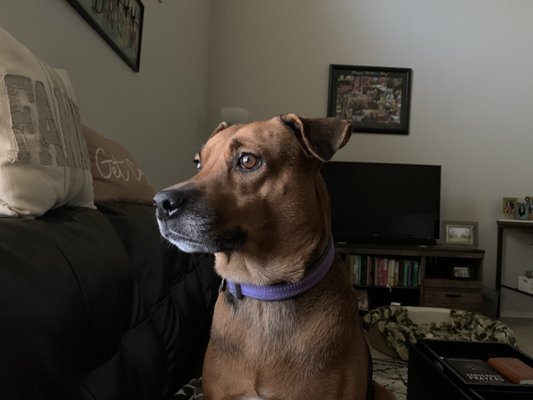 FRIENDS FOR LIFE ANIMAL RESCUE - Updated July 2024 - 37 Photos & 44 ...