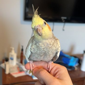 PARROT STARS - Updated June 2024 - 141 Photos & 33 Reviews - 115 N ...