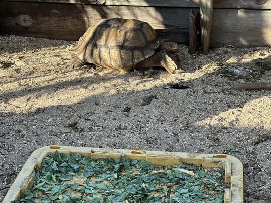 SURFIN’ TURTLE ICE CREAM SHOPPE - Updated December 2025 - 94 Photos ...