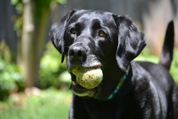 LAB RESCUE LRCP - Updated December 2025 - 25 Reviews - Silver Spring ...