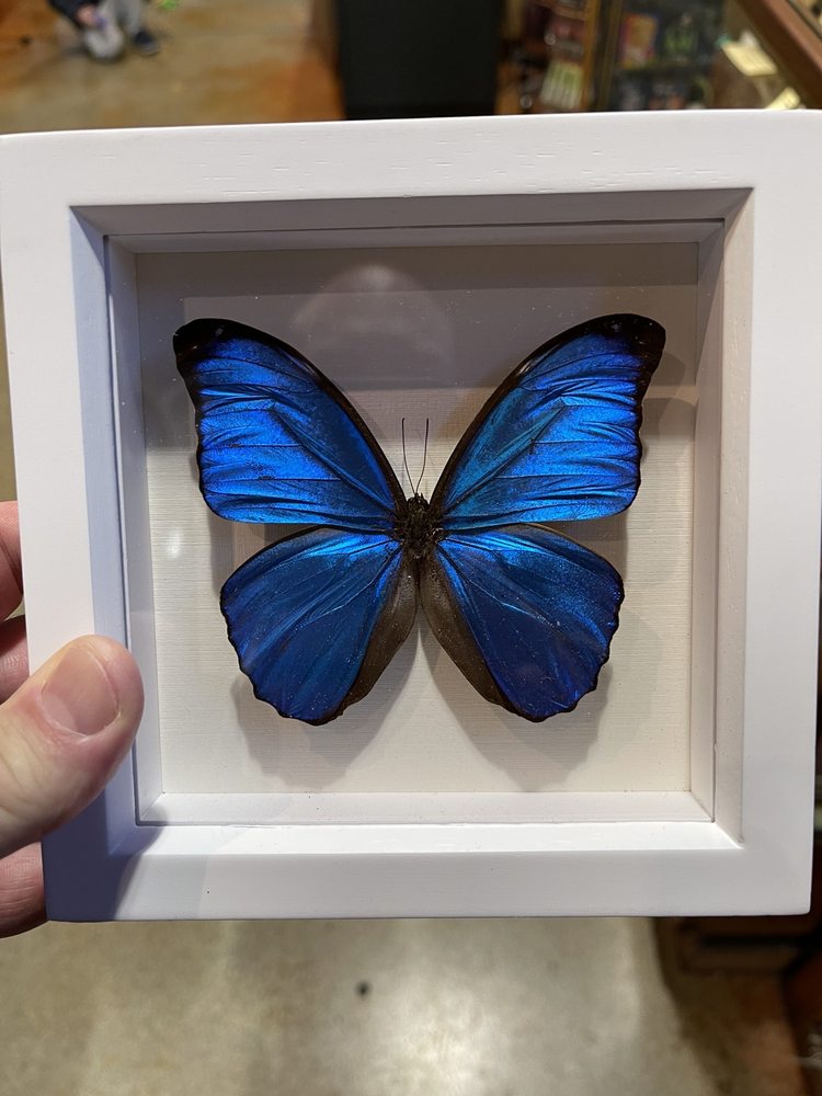 Ye Olde Curiosity Shop, Seattle | Roadtrippers