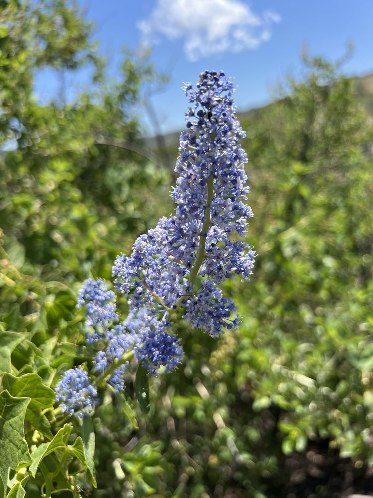 INAJA MEMORIAL PARK - Updated December 2025 - 195 Photos - 30825 Julian ...