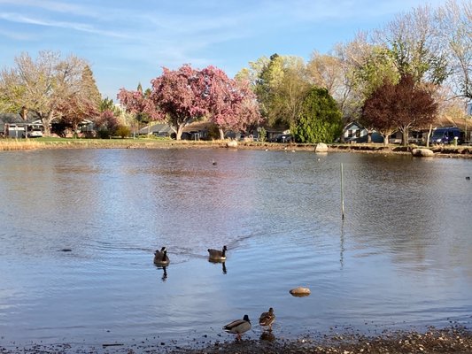 LAKE PARK - Updated April 2025 - 16 Photos - 40 Coleman Dr, Reno ...