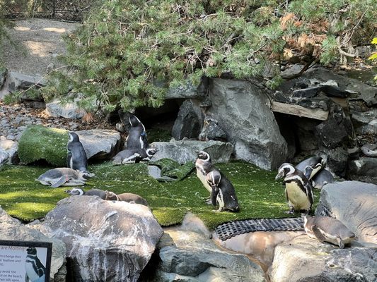 POINT DEFIANCE ZOO & AQUARIUM - Updated May 2024 - 1465 Photos & 485 ...