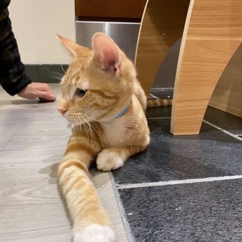 MINI CAT TOWN - Updated February 2025 - 266 Photos & 126 Reviews - 2200 ...