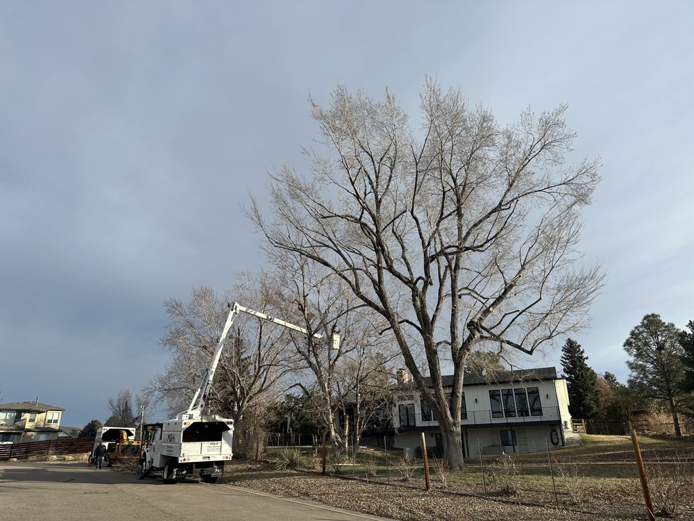 M & H TREE SERVICE - Updated January 2026 - 29 Photos & 14 Reviews ...