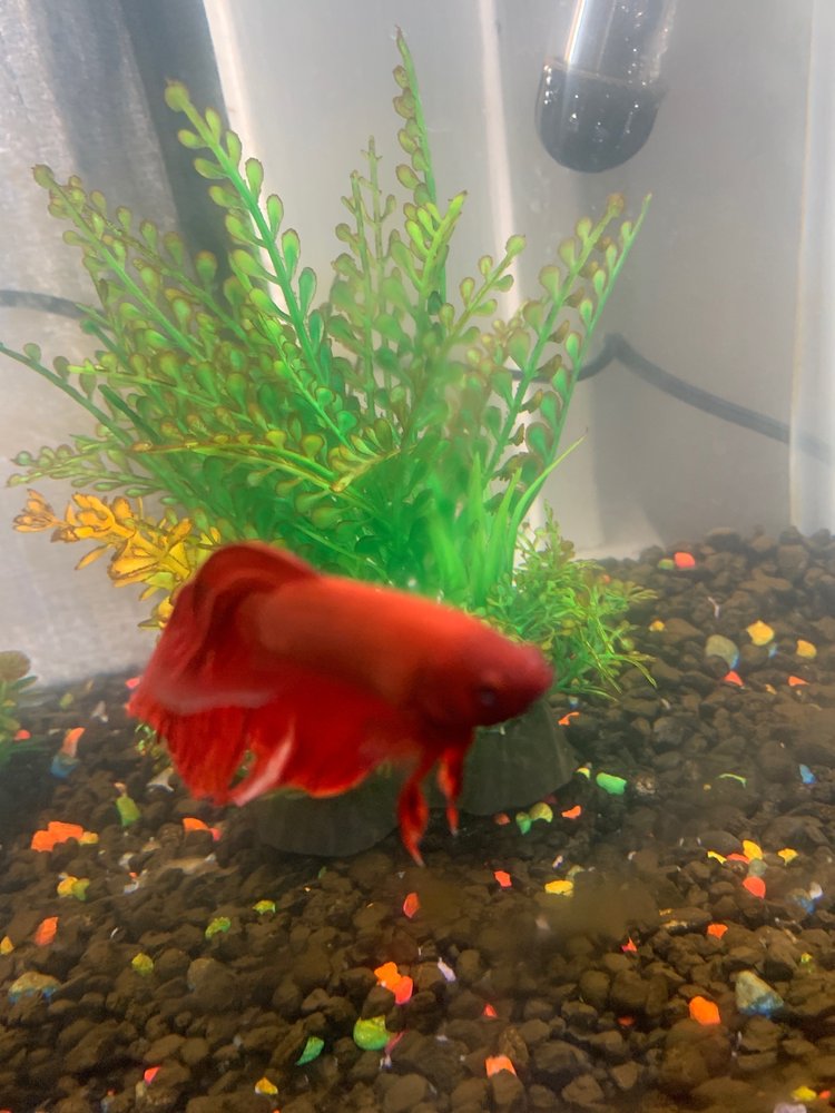 GERBER’S TROPICAL FISH - Updated January 2026 - 47 Photos & 44 Reviews ...