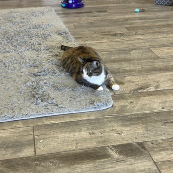 PHX CAT CAFE - Updated November 2025 - 511 Photos & 158 Reviews - 147 E ...