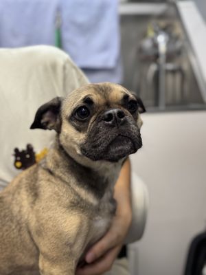 PET 2 GO & MOBILE GROOMING - Updated January 2026 - 54 Photos & 28 ...