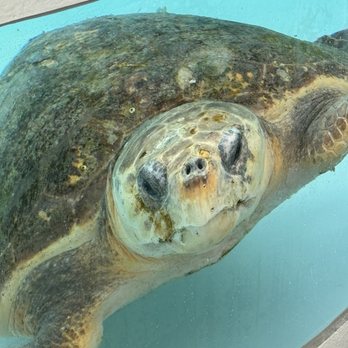 LOGGERHEAD MARINELIFE CENTER - Updated July 2025 - 771 Photos & 252 ...