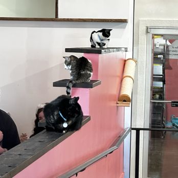 DON’T STRESS MEOWT - CAT CAFE - Updated April 2025 - 178 Photos & 21 ...