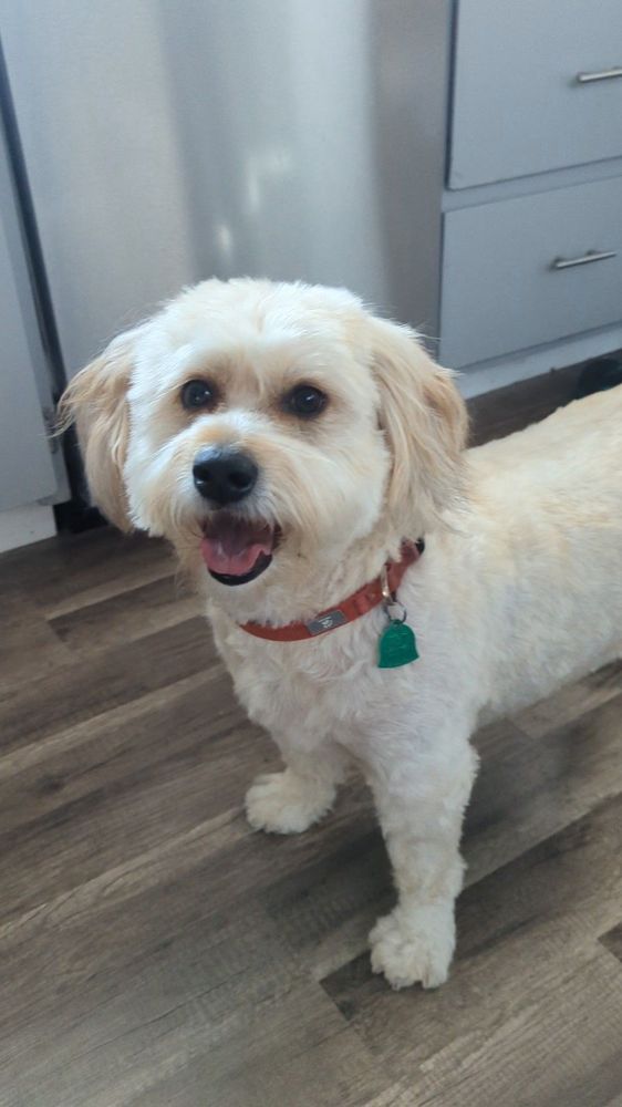 IN THE DOG HOUSE - Updated December 2025 - 3707 Old Hwy 12, East Helena ...