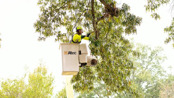 BARTLETT TREE EXPERTS - Updated December 2025 - 57 Photos & 23 Reviews ...