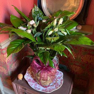OLD CITY FLOWERS - 53 Photos & 58 Reviews - 31 S 3rd St, Philadelphia ...