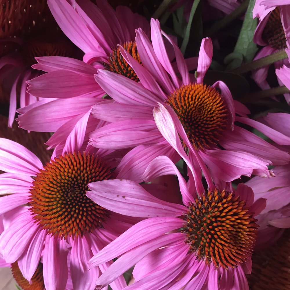 AMANDA SEAMAN,L.AC - Updated May 2024 - 1140 Jackson Gate Rd, Jackson ...