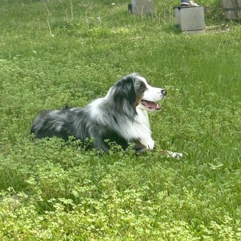 ROWLETT VETERINARY CLINIC - Updated September 2025 - 16 Photos & 71 ...