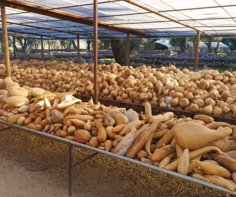 WELBURN GOURD FARM - Updated October 2024 - 34 Photos & 17 Reviews ...