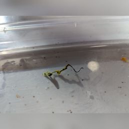 DIMOND SLICE PIZZA - Updated July 2025 - 337 Photos & 782 Reviews ...