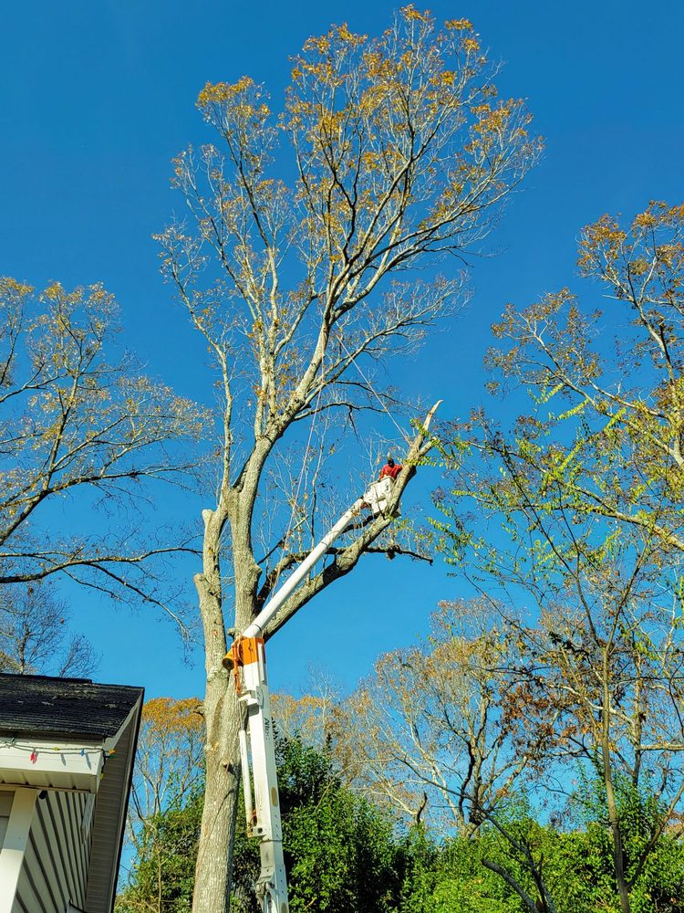 AUGUSTA TREE REMOVAL - Updated July 2024 - Augusta, Georgia - Tree ...