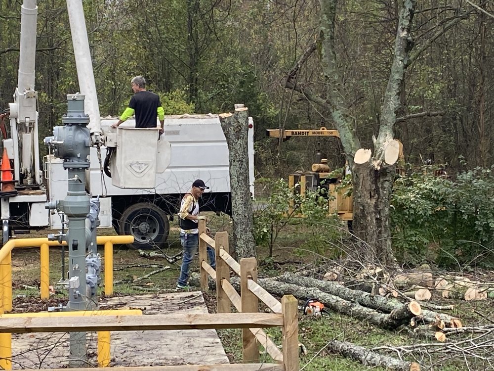 THOMAS’S TREE SERVICES - Updated September 2025 - 53 Photos - 155 ...