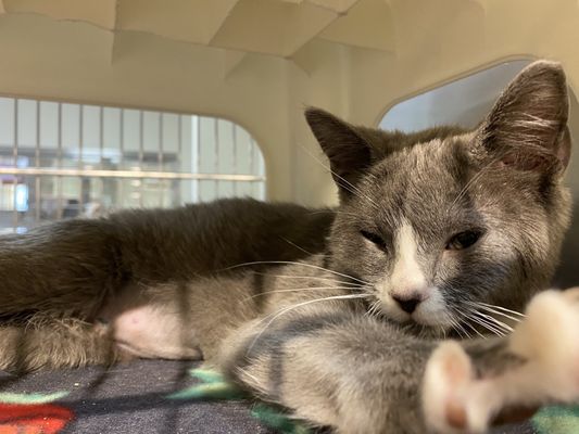 OREGON HUMANE SOCIETY - Updated December 2025 - 144 Photos & 245 ...