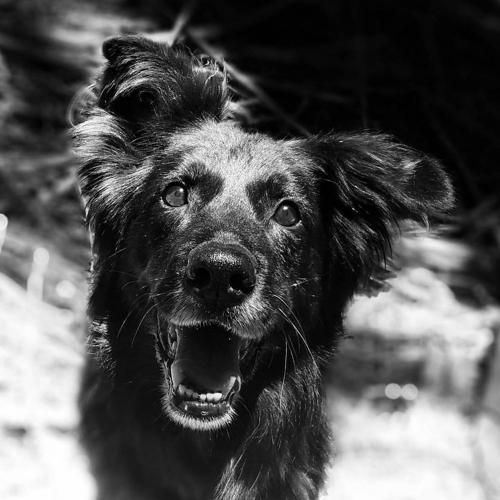 ORION DOG TRAINING - Updated December 2025 - 56 Photos & 40 Reviews ...