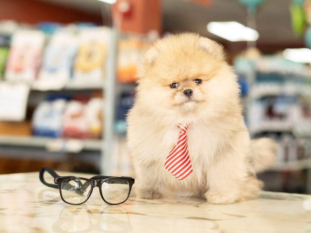 PETLAND WEBSTER - Updated March 2025 - 128 Photos & 80 Reviews - 19722 ...