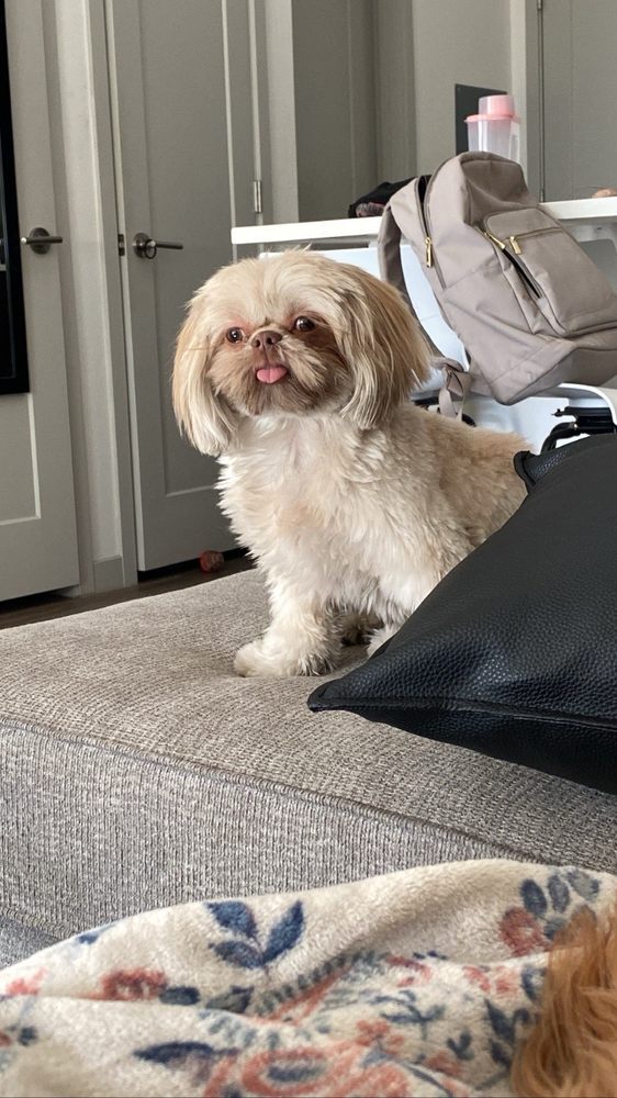 OASIS PET GROOMING - Updated April 2026 - 10401 N 32nd St, Phoenix ...
