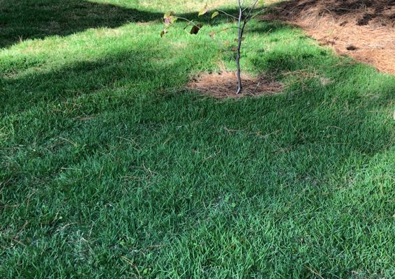 THOMAS TURFGRASS - Updated May 2026 - 18 Photos & 23 Reviews - 19050 I ...