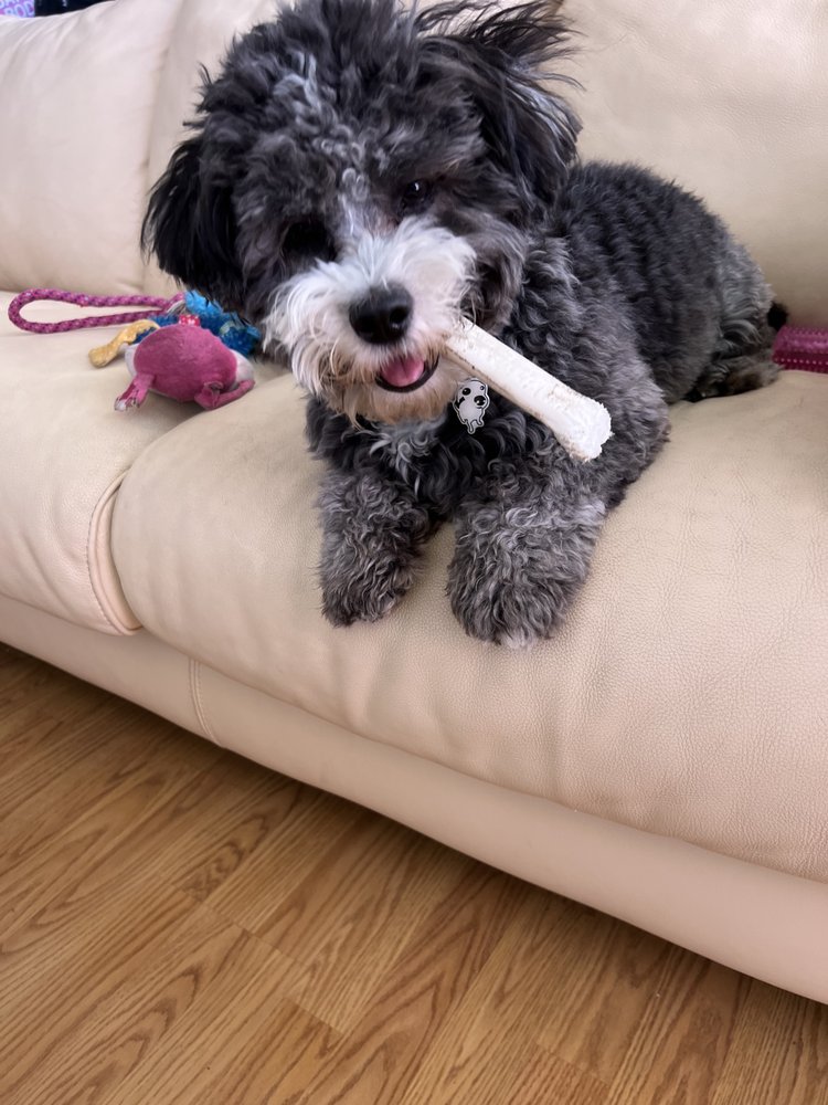 HILL SERVICES - Updated July 2025 - Spring Valley, California ...