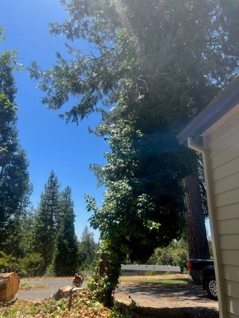 LOGGIN’ LOGAN TREE SERVICE - Updated October 2025 - 11 Reviews - Pine ...