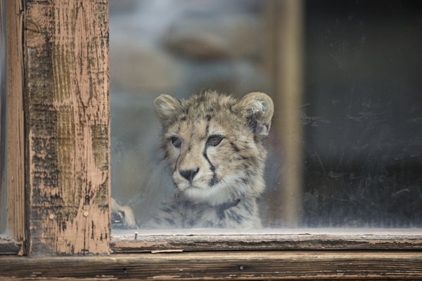 ANIMAL ARK - Updated May 2024 - 497 Photos & 146 Reviews - 1265 ...