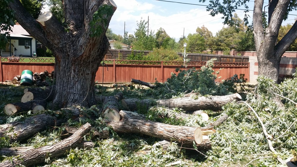 ROSS TREE - Updated November 2025 - 21 Photos & 50 Reviews - 80 S ...