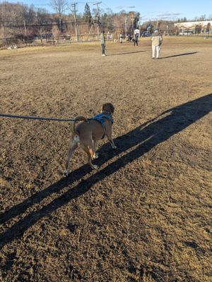 DANBURY DOG PARK - Updated October 2025 - 76 Miry Brook Rd, Danbury ...