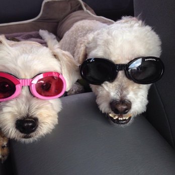 FUNNY FUR - Updated January 2026 - 62 Photos & 30 Reviews - 3636 ...