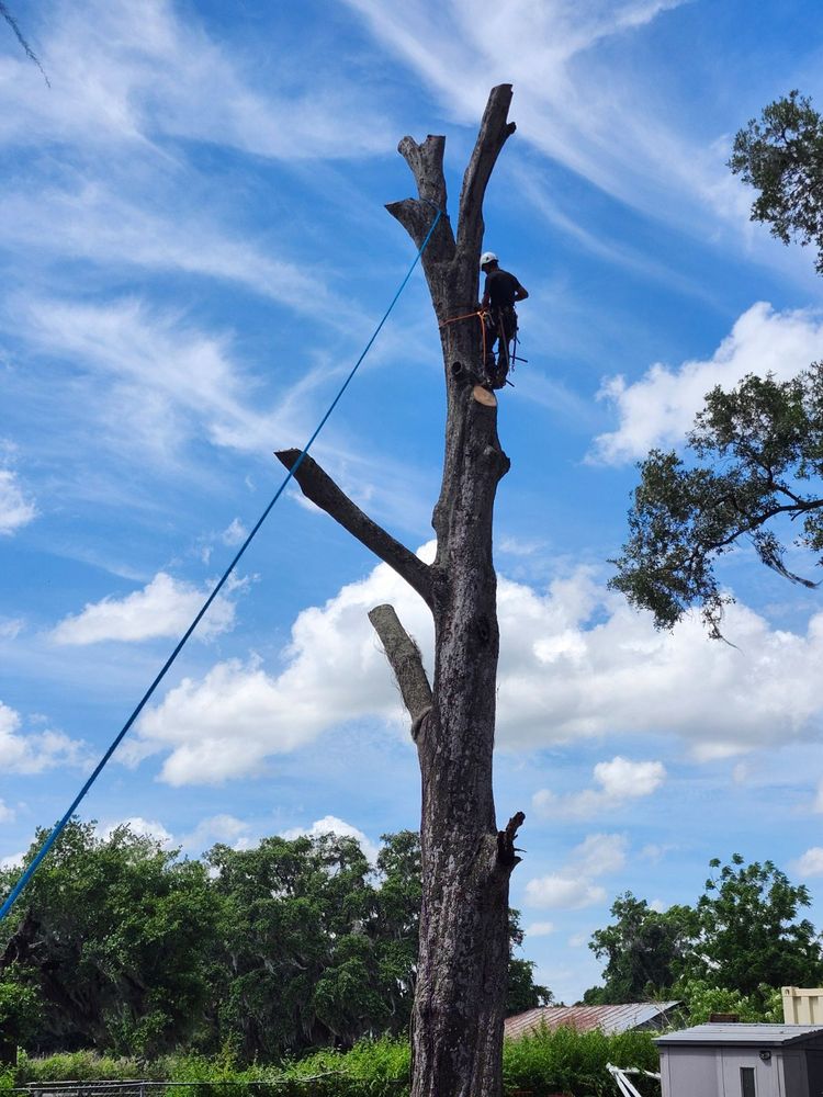 RENAISSANCE TREE RELEAF - Updated June 2024 - Thonotosassa, Florida ...