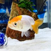 FISH FACTORY - 35 Photos & 22 Reviews - Local Fish Stores - 3021 ...