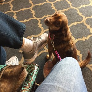 LA HABRA ANIMAL HOSPITAL - 98 Photos & 261 Reviews - 741 W La Habra ...