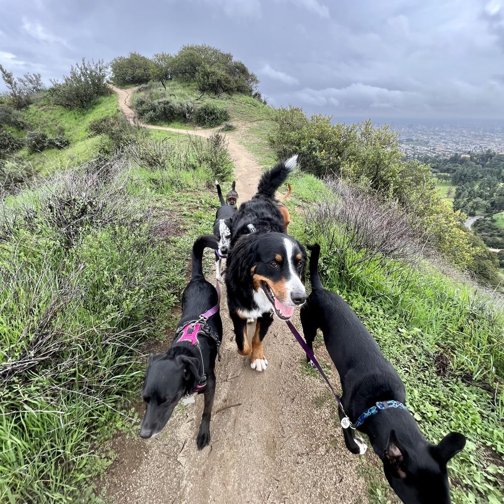 THE BEST 10 Dog Walkers near SILVER LAKE LOS ANGELES CA Updated 2025 Yelp