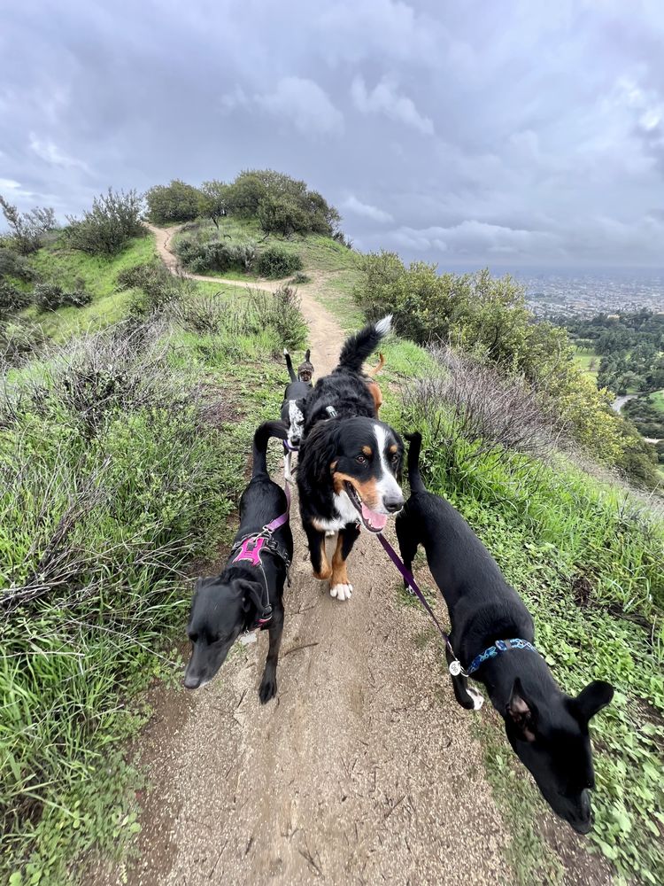 DOG DAY HIKES - Updated May 2025 - 94 Photos & 18 Reviews - Los Angeles ...