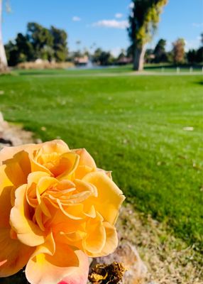 ORANGE TREE RESORT - Updated January 2025 - 266 Photos & 240 Reviews ...