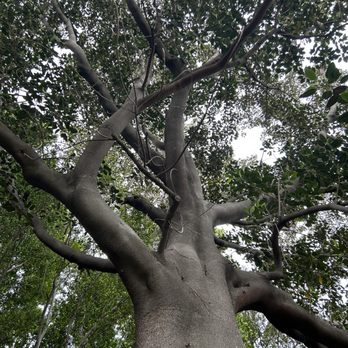 UCR BOTANIC GARDENS - Updated May 2025 - 665 Photos & 132 Reviews - 1 ...