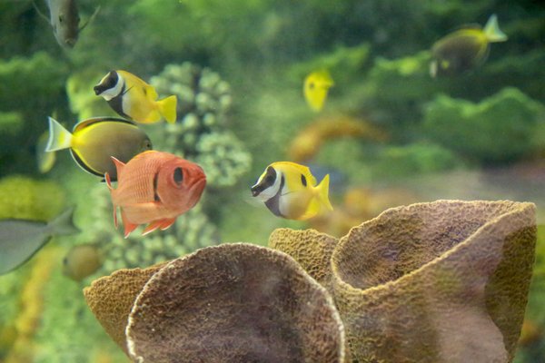 COOK MUSEUM OF NATURAL SCIENCE - Updated July 2025 - 65 Photos & 26 ...