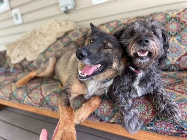 COLORADO ANIMAL RESCUE - Updated October 2025 - 10 Photos - 2801 County ...