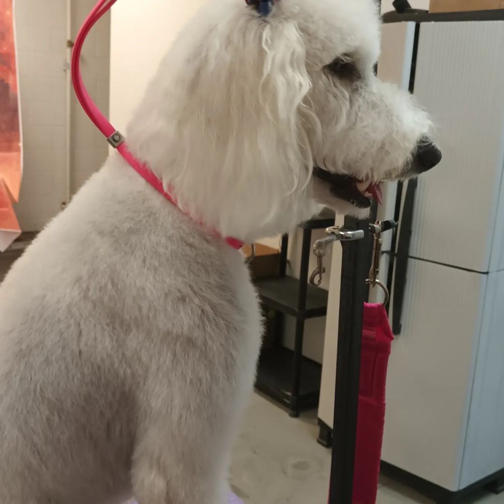 FURTASTIC GROOMING & BOUTIQUE - Updated April 2024 - 15 Photos - 7784 ...