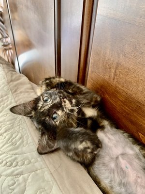 PAWS CAT CITY - 36 Photos & 76 Reviews - 5200 Roosevelt Way NE, Seattle ...