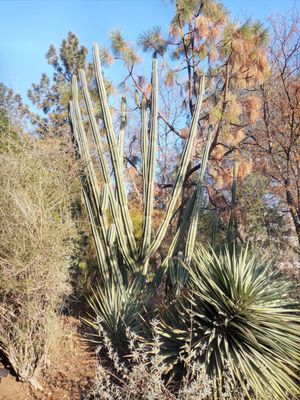 UNIVERSITY ARBORETUM - Updated June 2025 - 43 Photos - 6000 J St ...