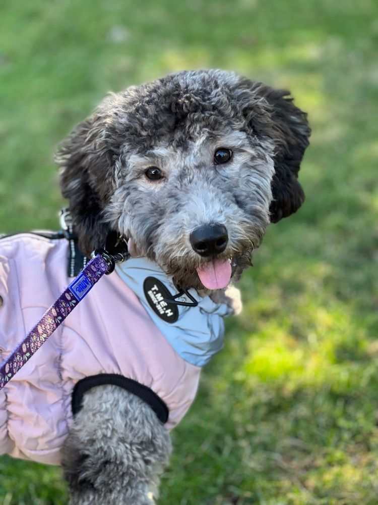 HONDO DOG TRAINING - Updated November 2025 - Belle Mead, New Jersey ...